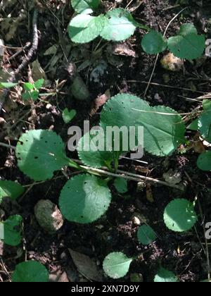 roundleaf ragwort (Packera obovata) Plantae Stock Photo - Alamy