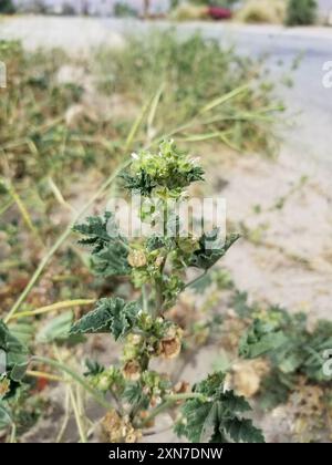 cheeseweed mallow (Malva parviflora) Plantae Stock Photo - Alamy