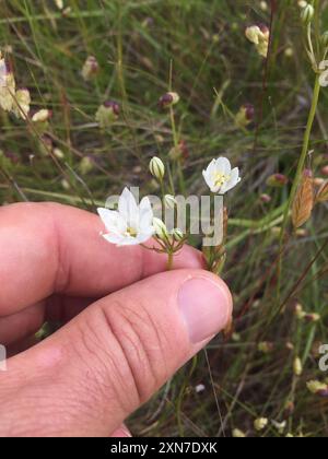 white brodiaea (Triteleia hyacinthina), Plantae, Fort Ord National ...
