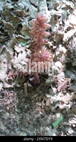 broomrape family (Orobanchaceae) Plantae Stock Photo - Alamy