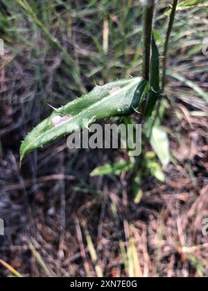 Wheeler's thistle (Cirsium wheeleri) Plantae Stock Photo - Alamy