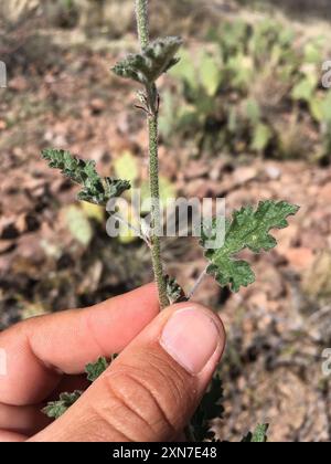 caliche globemallow (Sphaeralcea laxa) Plantae Stock Photo - Alamy