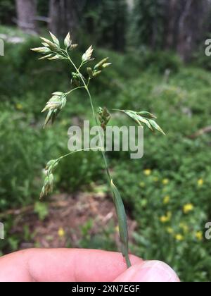 Alpine Bluegrass (Poa alpina) Plantae Stock Photo - Alamy