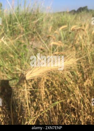 Canada wild rye (Elymus canadensis) Plantae Stock Photo - Alamy