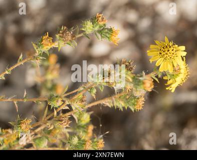 Pappose Tarweed (Centromadia parryi) Plantae Stock Photo - Alamy