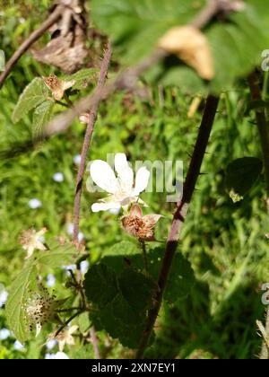 trailing blackberry (Rubus ursinus) Plantae Stock Photo - Alamy
