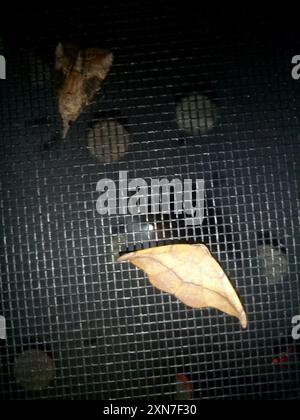 Juniper Geometer Moth (Patalene olyzonaria) Insecta Stock Photo - Alamy