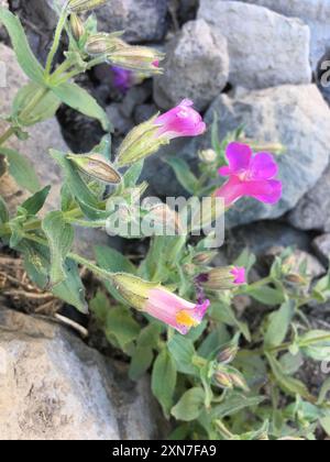 Lewis' monkeyflower (Erythranthe lewisii) Plantae Stock Photo - Alamy