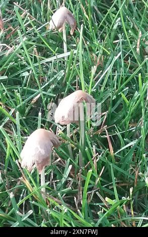 milky conecap (Conocybe apala) Fungi Stock Photo - Alamy