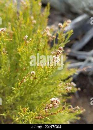 Redshanks (Adenostoma sparsifolium) Plantae Stock Photo - Alamy