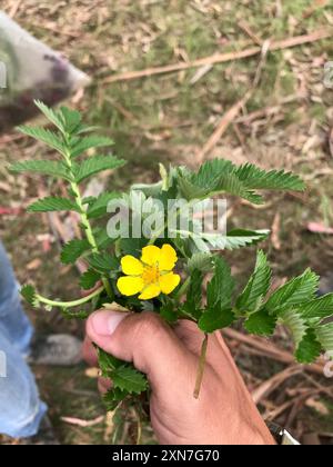 Pacific silverweed (Argentina pacifica) Plantae Stock Photo - Alamy