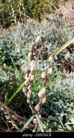 golden Indian paintbrush (Castilleja levisecta) Plantae Stock Photo - Alamy