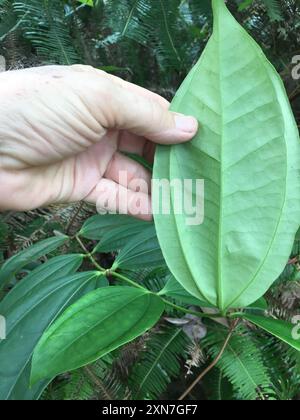 St. Ignatius' Bean (Strychnos ignatii) Plantae Stock Photo - Alamy