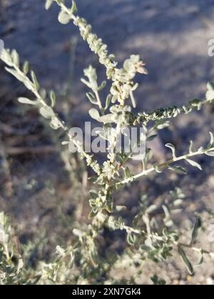 Cattle Saltbush (Atriplex polycarpa) Plantae Stock Photo - Alamy