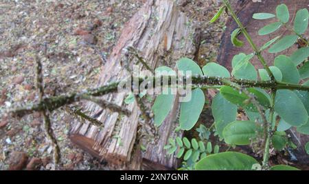 tipu psyllid (Platycorypha nigrivirga) Insecta Stock Photo - Alamy
