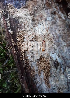 Pacific Dampwood Termite (Zootermopsis angusticollis) Insecta Stock ...