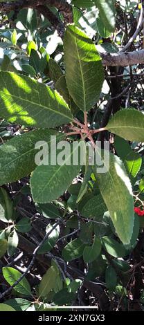 Toyon (Heteromeles arbutifolia) Plantae Stock Photo - Alamy
