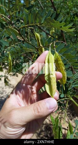 Scarlet Sesbane (Sesbania punicea) Plantae Stock Photo - Alamy