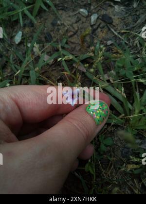Blue Pigroot (Sisyrinchium micranthum) Plantae Stock Photo - Alamy