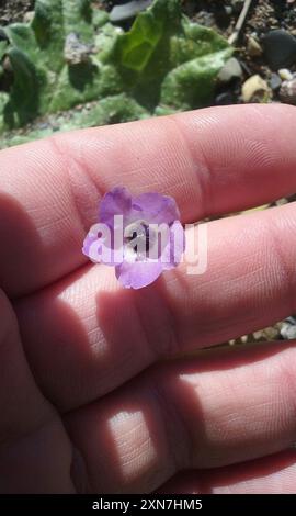 Fiesta Flower (Pholistoma auritum) Plantae Stock Photo - Alamy