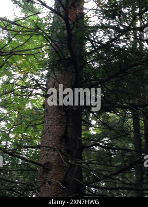 red spruce (Picea rubens) Plantae Stock Photo - Alamy