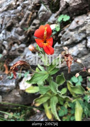 scarlet monkeyflower (Erythranthe cardinalis) Plantae Stock Photo - Alamy