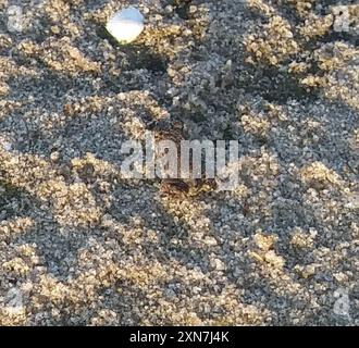 Eastern Spadefoot (Scaphiopus holbrookii), Amphibia, United States ...
