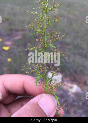 fetid goosefoot (Dysphania graveolens) Plantae Stock Photo - Alamy