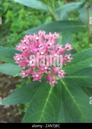 eastern swamp milkweed (Asclepias incarnata pulchra) Plantae Stock ...