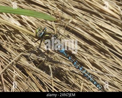 (Rhionaeschna variegata) Insecta Stock Photo - Alamy