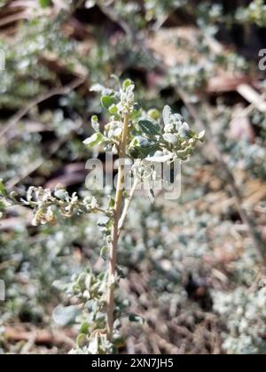 big saltbush (Atriplex lentiformis) Plantae Stock Photo - Alamy
