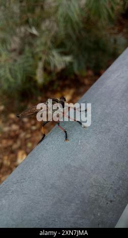 (Dolopus simulans) Insecta Stock Photo - Alamy