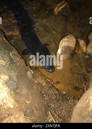 Australian Long-finned Eel (Anguilla reinhardtii) Actinopterygii Stock ...