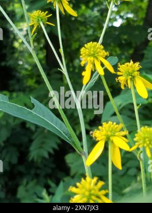 Wingstem (Verbesina alternifolia) Plantae Stock Photo - Alamy