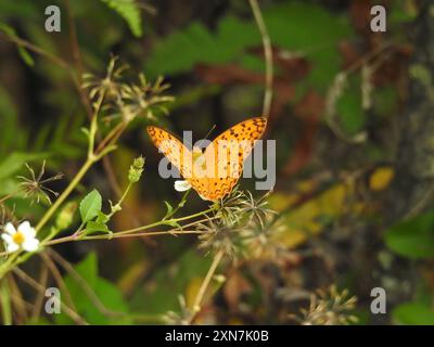 Common Leopard (Phalanta phalantha), Insecta, Vansda National Park ...
