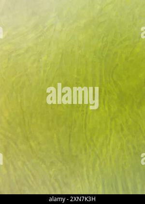 (Chlorosplenium chlora) Fungi Stock Photo - Alamy