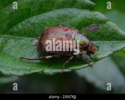 Margined Shining Leaf Chafer (Callistethus marginatus) Insecta Stock ...
