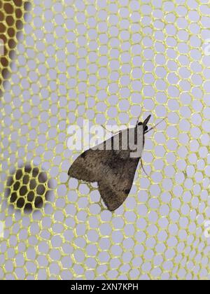 Kowhai moth (Uresiphita maorialis), Insecta, 14 Greenlaw Street ...