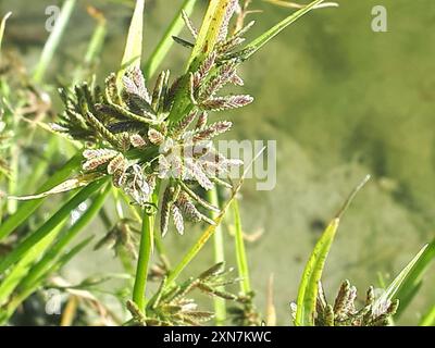 Brown Flatsedge (Cyperus fuscus) Plantae Stock Photo - Alamy