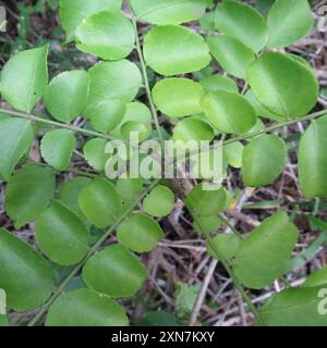 Small knobwood (Zanthoxylum capense) Plantae Stock Photo - Alamy