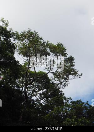Kurogane holly (Ilex rotunda) Plantae Stock Photo - Alamy