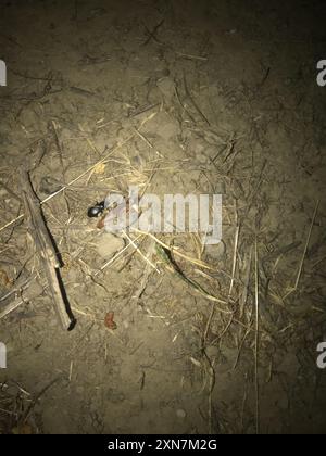 Sun Beetles (Amara) Insecta Stock Photo - Alamy