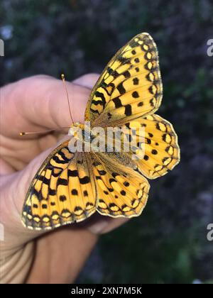 Coronis Fritillary (Argynnis coronis) Insecta Stock Photo - Alamy