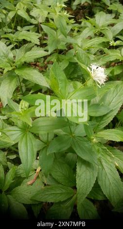 Pink Woodruff (Asperula taurina) Plantae Stock Photo - Alamy