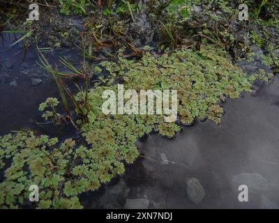 Red Azolla (Azolla rubra) Plantae Stock Photo - Alamy