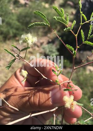 prairie acacia (Acaciella angustissima) Plantae Stock Photo - Alamy