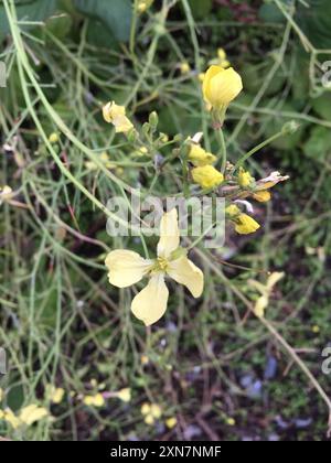 Jointed Charlock (Raphanus raphanistrum) Plantae Stock Photo - Alamy