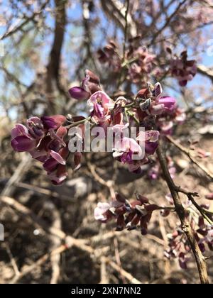 desert ironwood (Olneya tesota) Plantae Stock Photo - Alamy