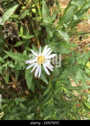 Pacific Aster (Symphyotrichum chilense) Plantae Stock Photo - Alamy