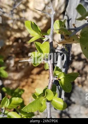 Desert Apricot (Prunus fremontii) Plantae Stock Photo - Alamy